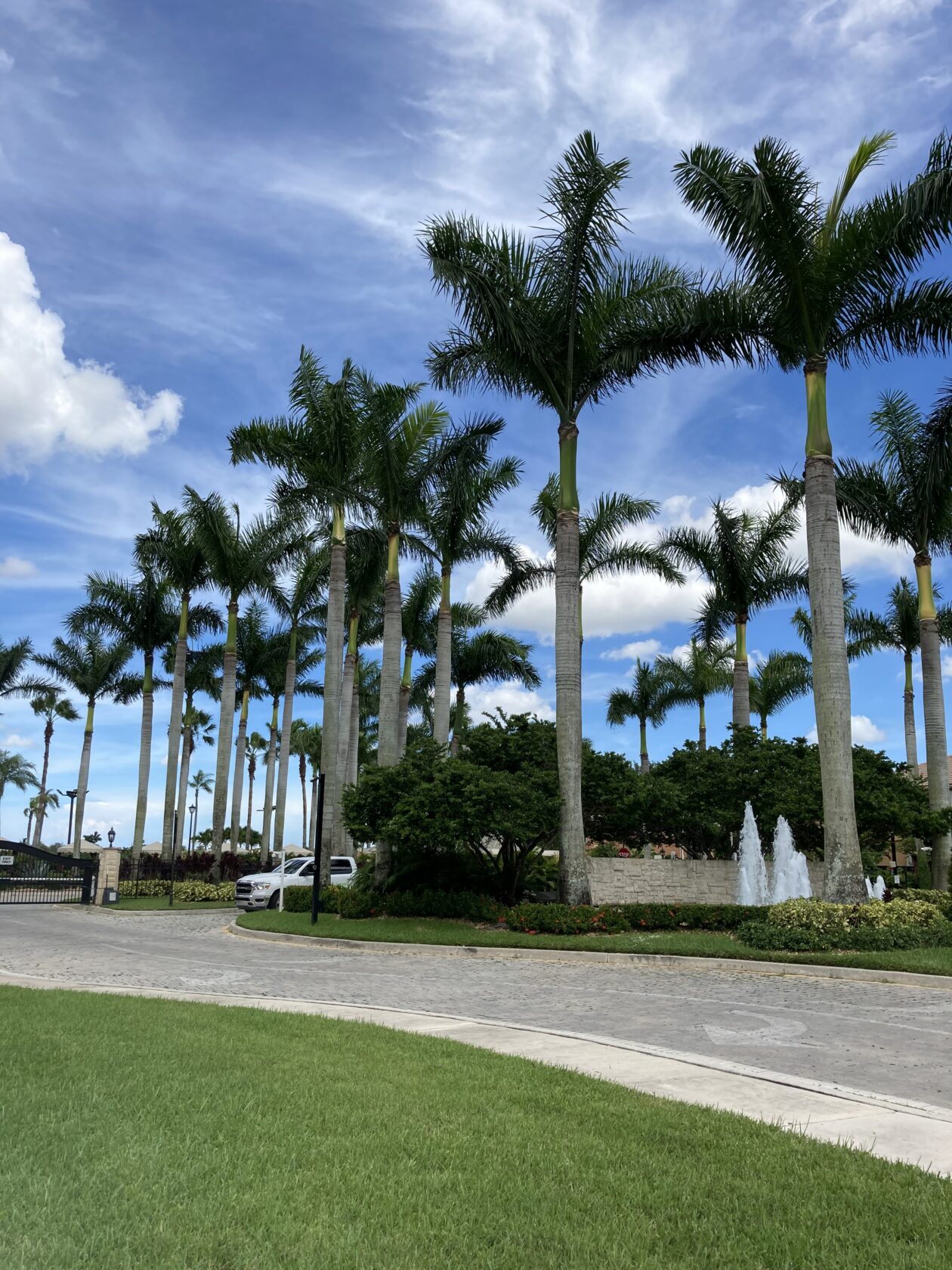 Tree Care – Lemonlime Landscaping- South Florida