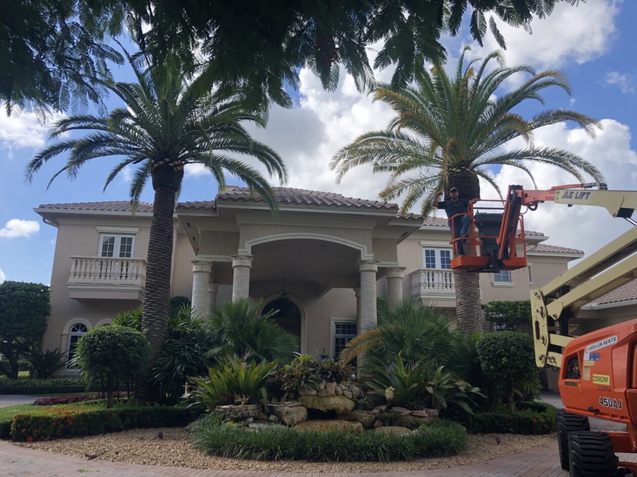Tree Care – Lemonlime Landscaping- South Florida